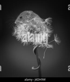 Harvest Mouse on a Dandelion Stock Photo - Alamy