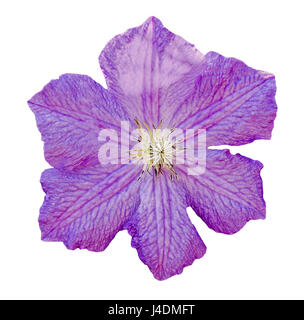 Clematis violet flower, Queen of Climbers, isolated, close up Stock ...
