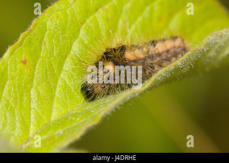 Scarce dagger moth larvae Stock Photo - Alamy