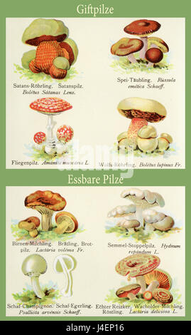 Vintage color table of edible mushrooms, with latin and german ...