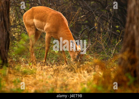 Rutting time or mating season for the African Impala antelopes Stock ...