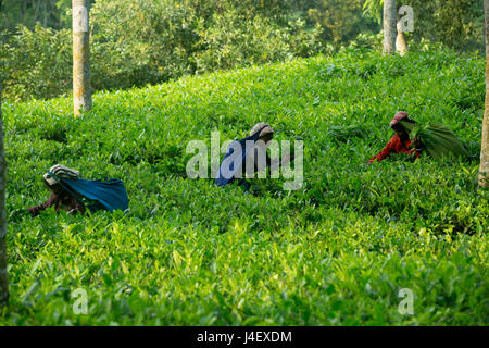 Tea pluckers working in tea garden in Assam , India , Asia Stock Photo ...