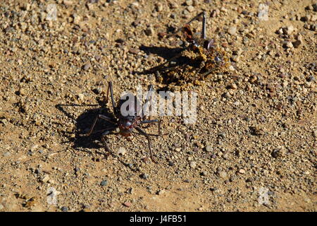 Armoured ground cricket / armored bush cricket (Acanthoplus Stock Photo ...
