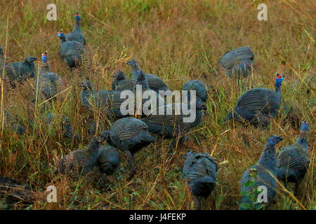 Big flock of Helmeted Guineafowl with keets hiiden in the long grasses ...