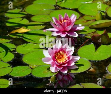 Water lilly in full bloom on Danube's delta natural reservation Stock ...