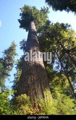 The world's largest Spruce Tree, a Sitka Spruce (Picea sitchensis) a ...