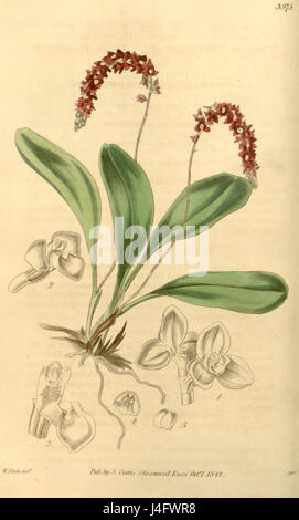 The illustration from Curtis' Botanical Magazine (1890) depicts ...