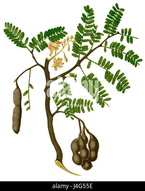 Tamarindus indica, commonly known as the tamarind tree, is native to ...