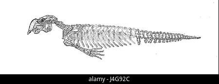 Skeleton of Dugong Stock Photo - Alamy