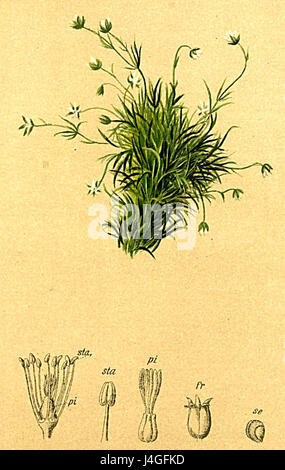 Alpine Pearlwort (Sagina saginoides Stock Photo - Alamy
