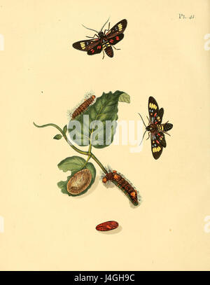 This plate from 'Sepp Surinaamsche Vlinders' features the butterfly ...