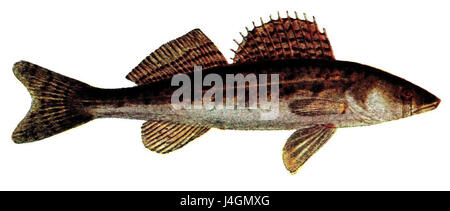 Pike perch fish (Sander lucioperca) underwater in european freshwater ...