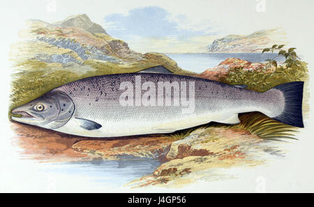 Salmo salar male Stock Photo - Alamy