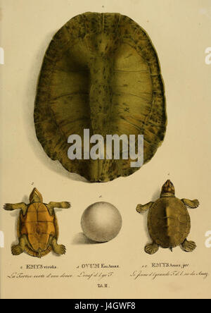 Testudines Tab. II Stock Photo - Alamy