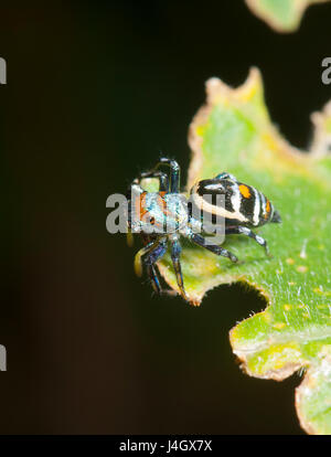 Adult Female Jumping Spider (Cosmophasis micarioides), Salticid ...