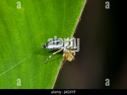Adult Male Jumping Spider (Cosmophasis micarioides), Salticid ...
