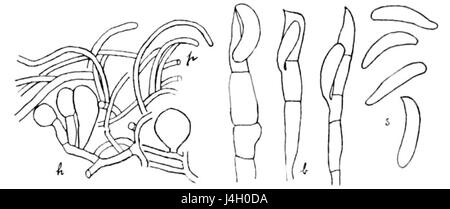 Septobasidium pseudopedicellatum Burt Stock Photo - Alamy