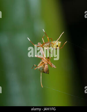 Crab Spider (Amyciaea albomaculata), Thomisidae, with green tree ant ...