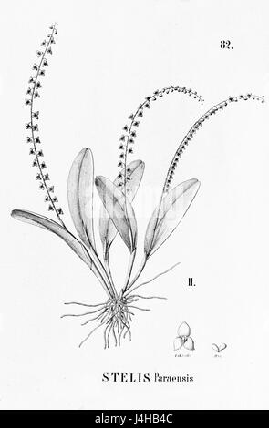 The Stelis paraensis illustration from Flora Brasiliensis showcases a ...