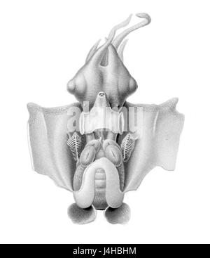 Spirula spirula is a species of squid known for its unique spiral ...