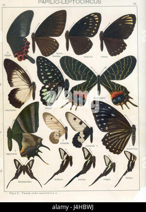A series of zoological illustrations featuring birds, mammals, reptiles ...