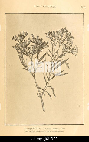 Marigold Essential Oil Stock Photo - Alamy