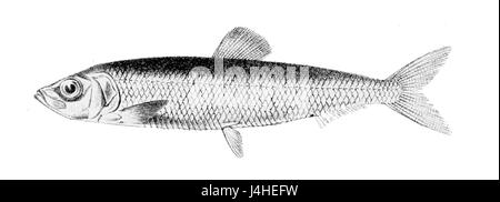 European sprat (Sprattus sprattus) Fish Food Stock Photo - Alamy