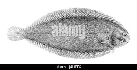 Solea solea, commonly known as the common sole, is a species of ...