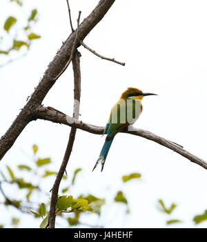 A photography of a beautiful little bee in early spring time Stock ...