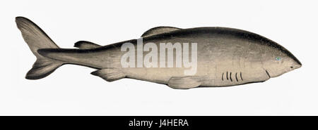Somniosus microcephalus, or Greenland Shark, also known as the gurry ...