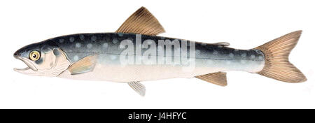 White-spotted char, Salvelinus leucomaenis pluvius, Nikko Laboratory ...