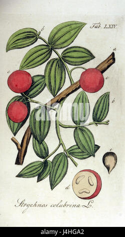 Strychnos colubrina L Strychnos colubrina L Stock Photo - Alamy