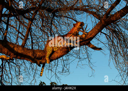 Huge male leopard sky lined ,high up a tree very fat belly from eating ...