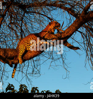 Huge male leopard sky lined ,high up a tree very fat belly from eating ...