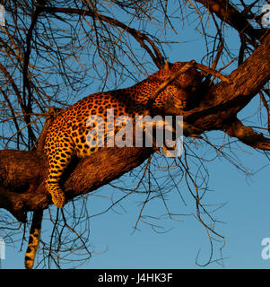 Huge male leopard sky lined ,high up a tree very fat belly from eating ...
