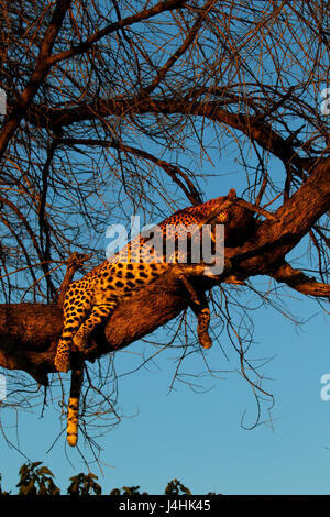 Huge male leopard sky lined ,high up a tree very fat belly from eating ...