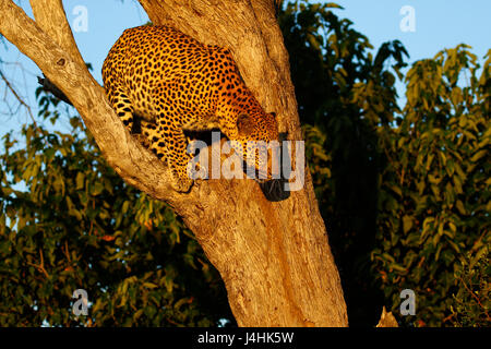 Huge male leopard sky lined ,high up a tree very fat belly from eating ...