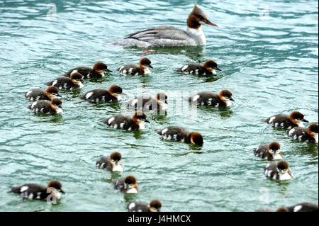 Goosander | usage worldwide Stock Photo - Alamy
