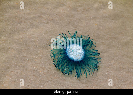 Jellyfish Blue button in the water, porpita porpita, surface, marine ...