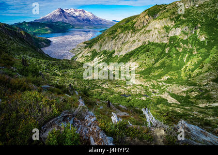 Spirit Lake and floating logs on the north side of Mount Saint Helens ...