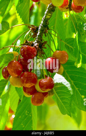 Branches with not ripe yellow red cherry plum fruit growing in the ...