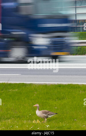 Geese with nest and chicks breed on the edge of a road with cars and ...