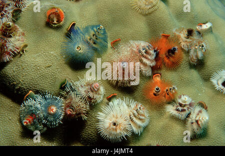 Coloured spiral tube worms, Spirobranchus giganteus Stock Photo - Alamy