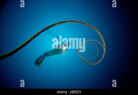 Spiral wire coral (Cirripathes spiralis) on a reef. This is a type of ...