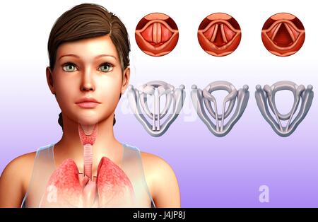 Illustration of vocal cords anatomy Stock Photo - Alamy