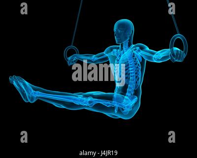 Skeletal structure of athlete using gymnastic rings, illustration Stock ...