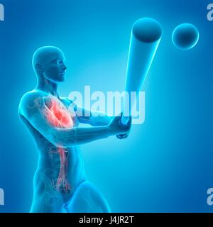 Anatomy structure of a baseball player, illustration Stock Photo - Alamy