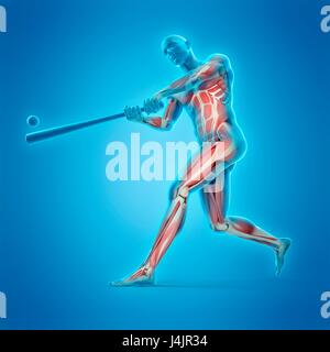 Anatomy structure of a baseball player, illustration Stock Photo - Alamy
