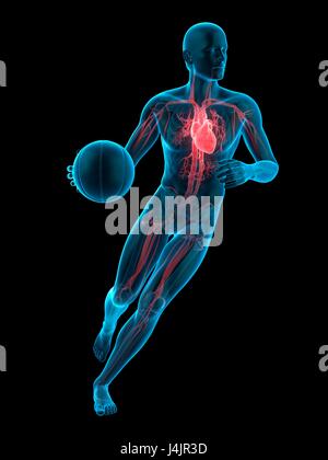 Anatomy of a basketball player, illustration Stock Photo - Alamy