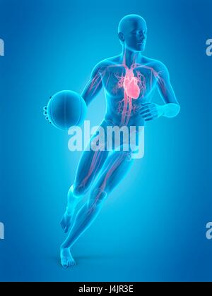 Anatomy of a basketball player, illustration Stock Photo - Alamy
